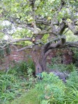 bramley-tree | Edible Geography