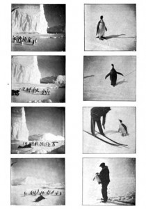 The Art and Reward of Penguin Charming | Edible Geography