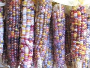 The Most Beautiful Corn in the World