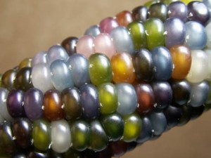 The Most Beautiful Corn in the World