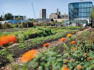 Urban Farming for Cynics | Edible Geography