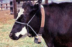 Edible Geography | Thinking Through Food | Page 12