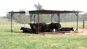 Edible Geography | Thinking Through Food | Page 12